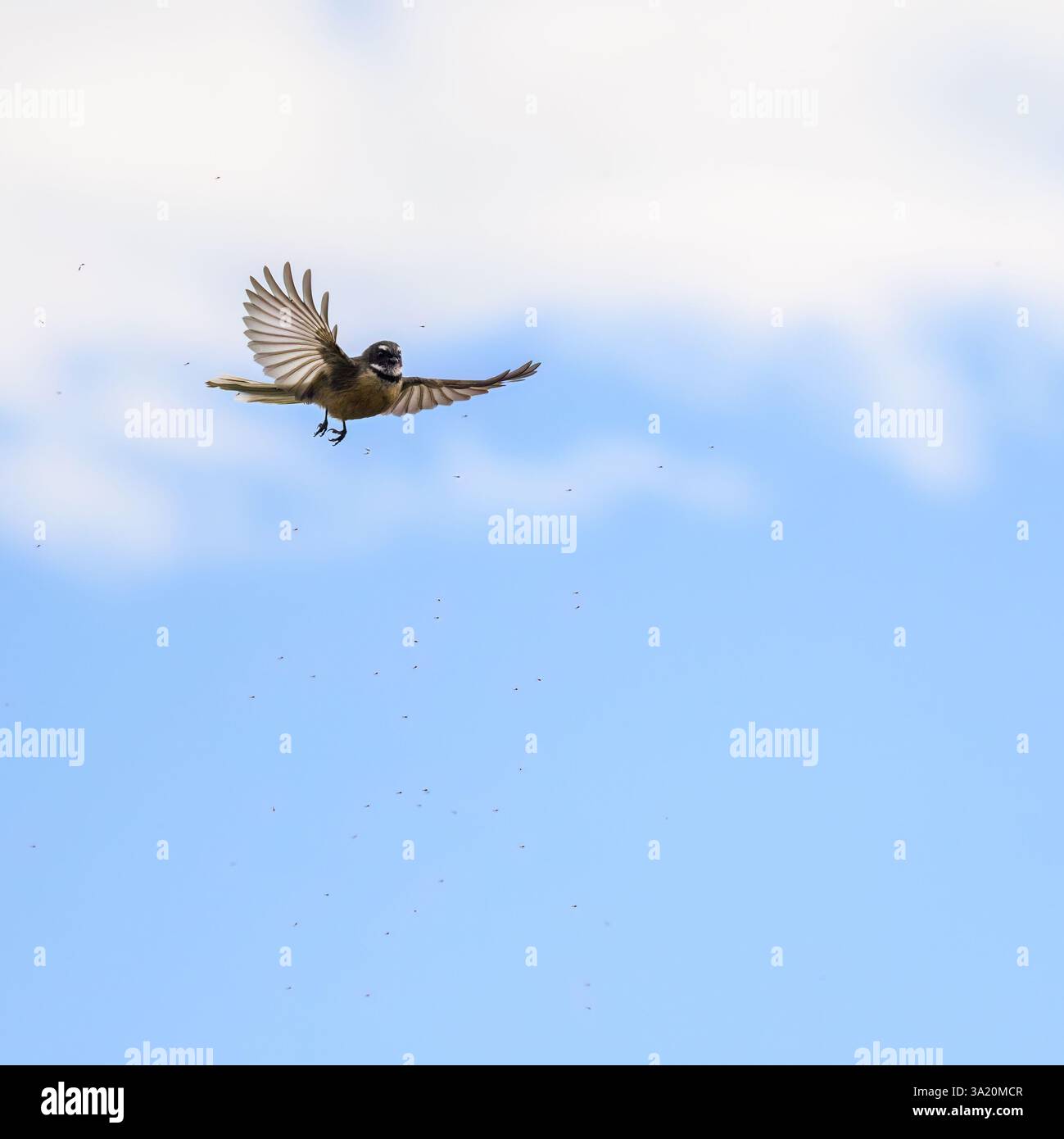 Fantail, also known as pīwakawaka in Māori, flying with wings wide open ...