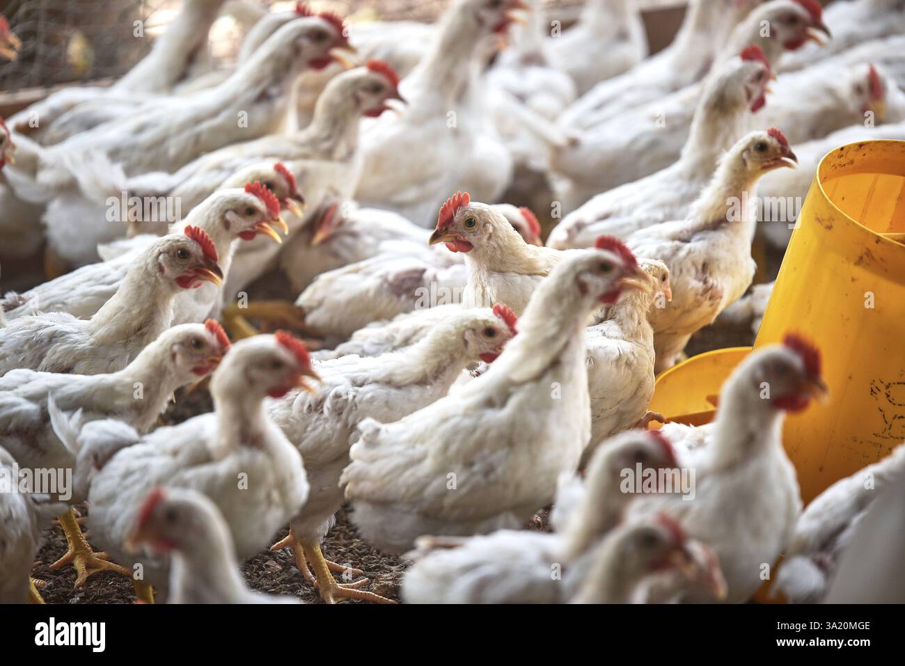 Chicken feeding for growing broiler chickens in the traditional farm ...