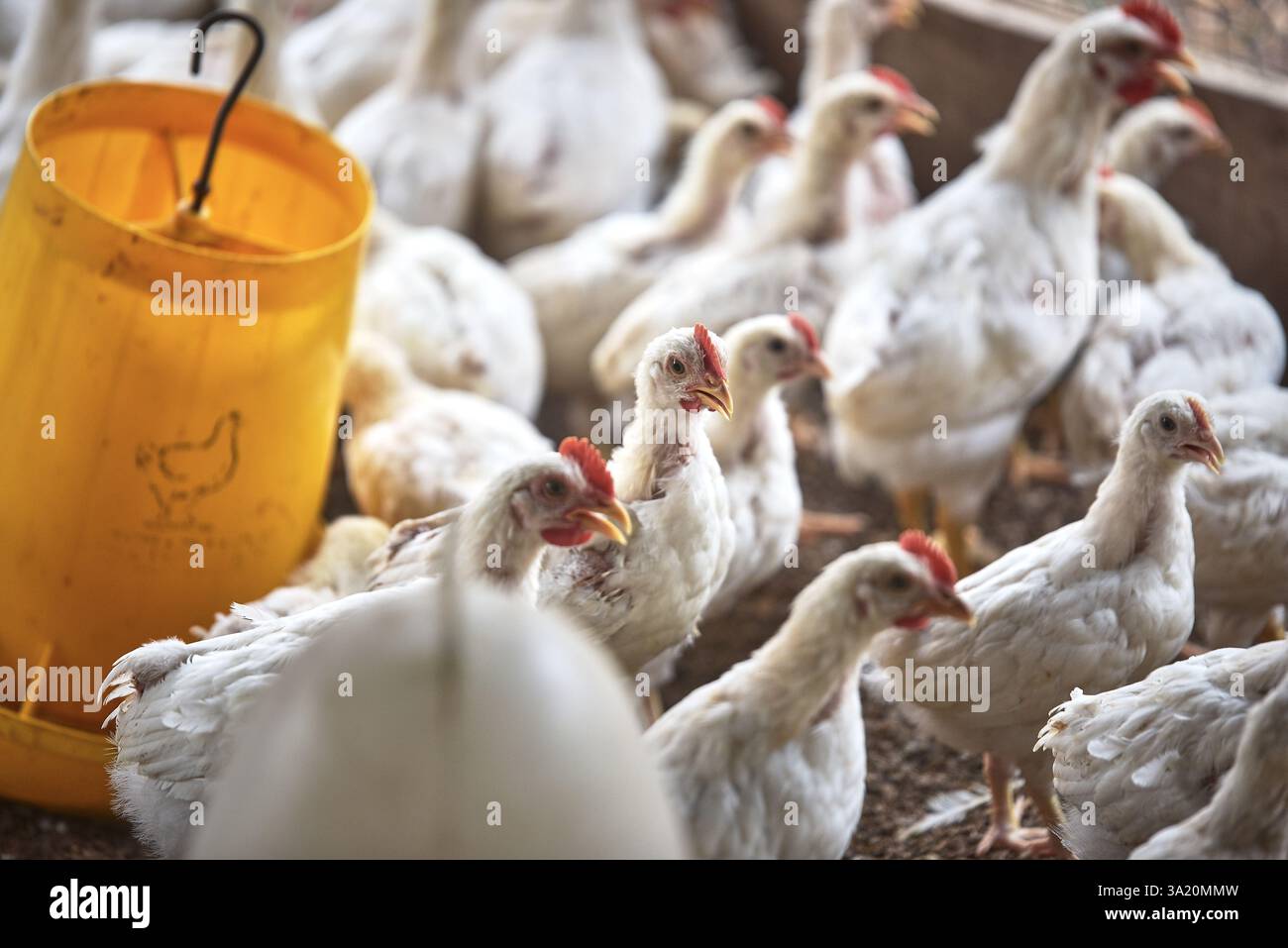 Chicken feeding for growing broiler chickens in the traditional farm ...