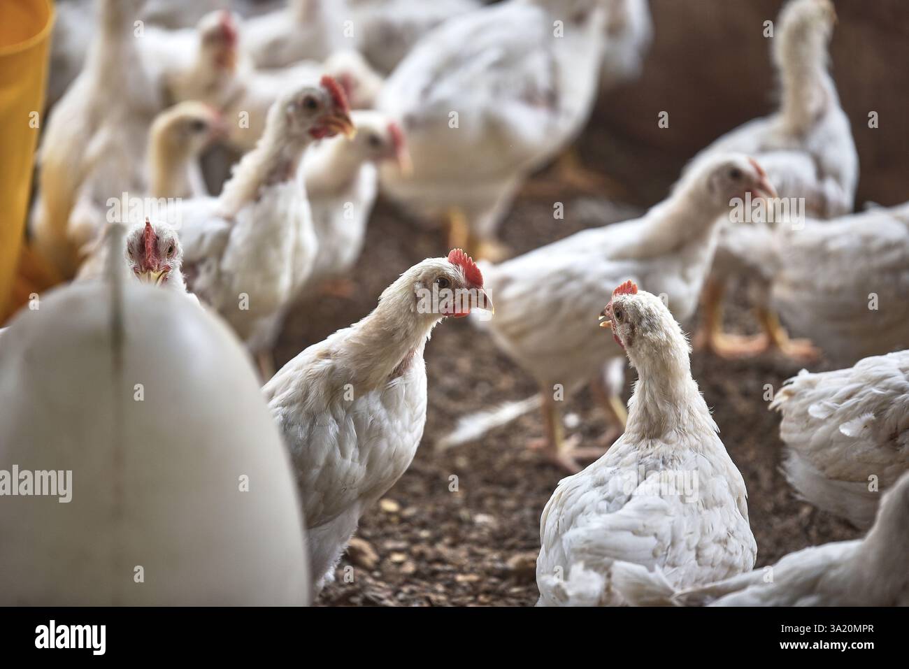 Chicken feeding for growing broiler chickens in the traditional farm ...
