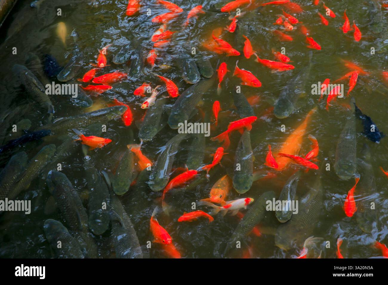 Many goldfish are in the pond, very beautiful Stock Photo - Alamy