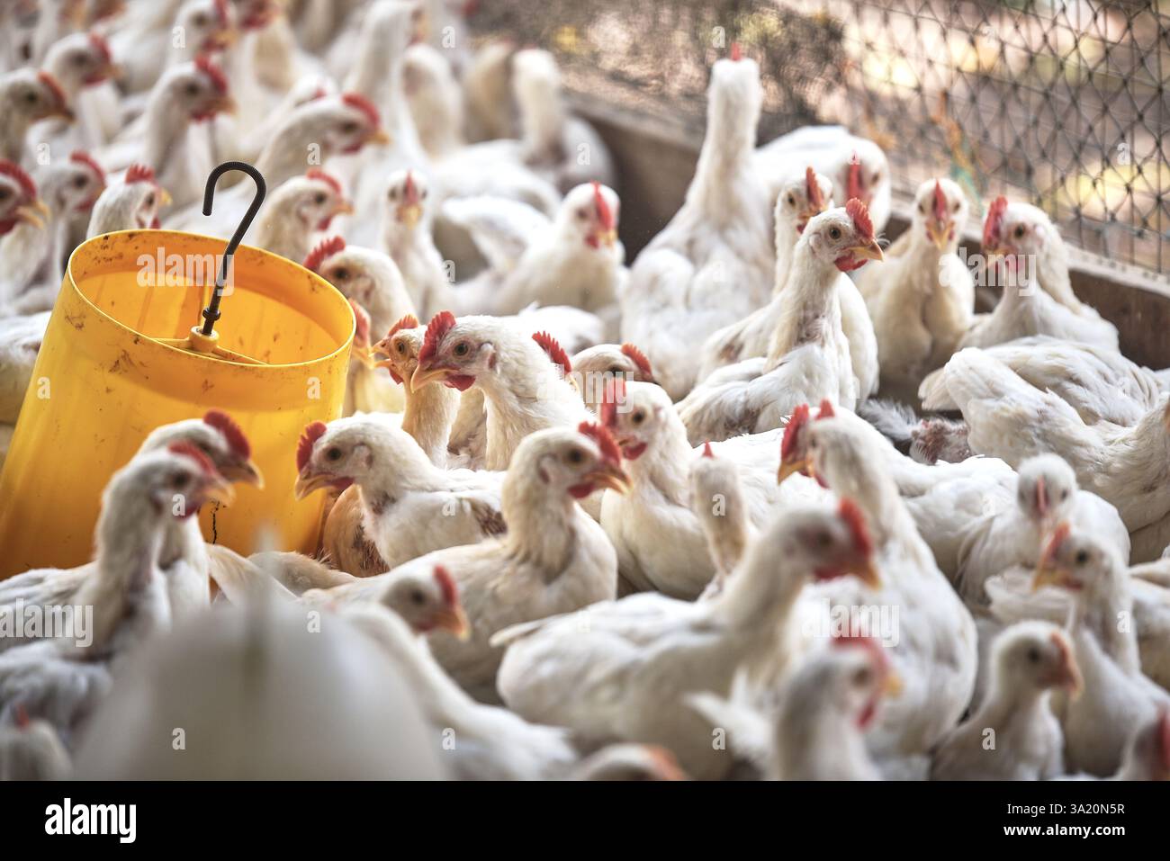 Chicken feeding for growing broiler chickens in the traditional farm ...
