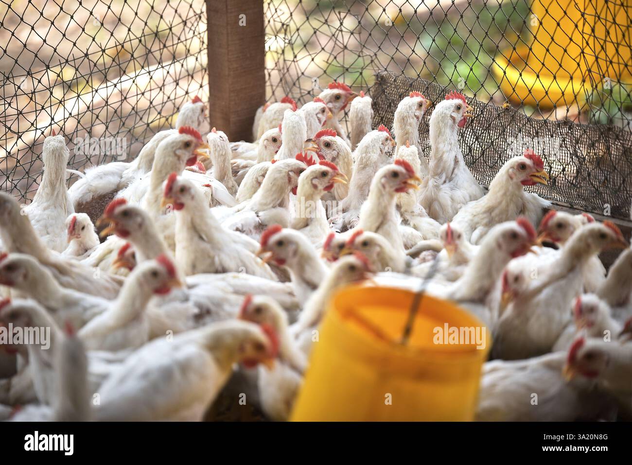 Chicken feeding for growing broiler chickens in the traditional farm ...