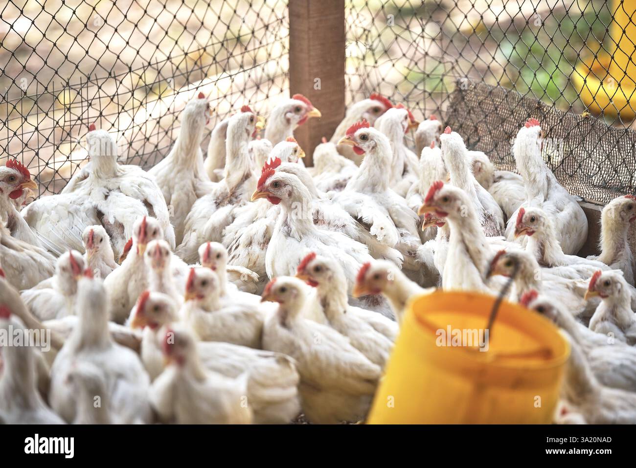 Chicken feeding for growing broiler chickens in the traditional farm ...