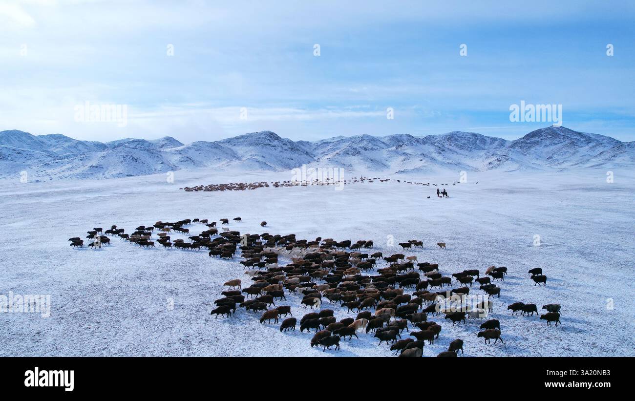 ALTAY, CHINA - MARCH 11, 2025 - A herdsman drives his livestock to ...