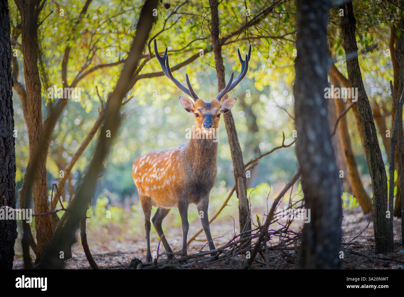 young deer in the wild Stock Photo - Alamy