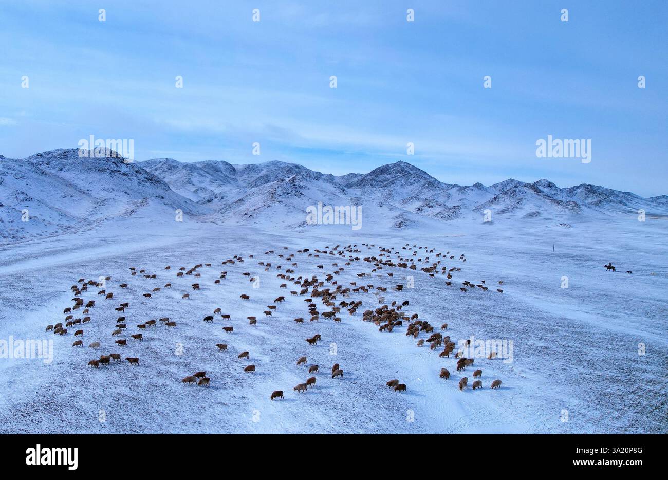 Altay, China. 11th Mar, 2025. ALTAY, CHINA - MARCH 11, 2025 - A ...