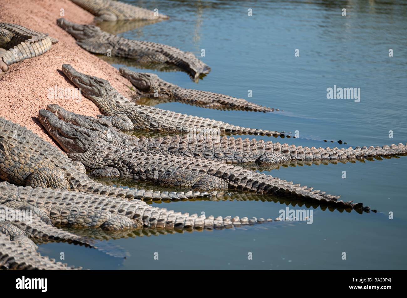 Multiple crocodiles hi-res stock photography and images - Alamy