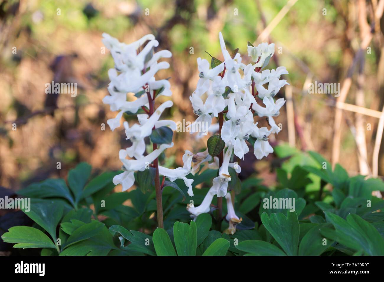 Corydalis flower spring close up detail vision petals pink color nature ...