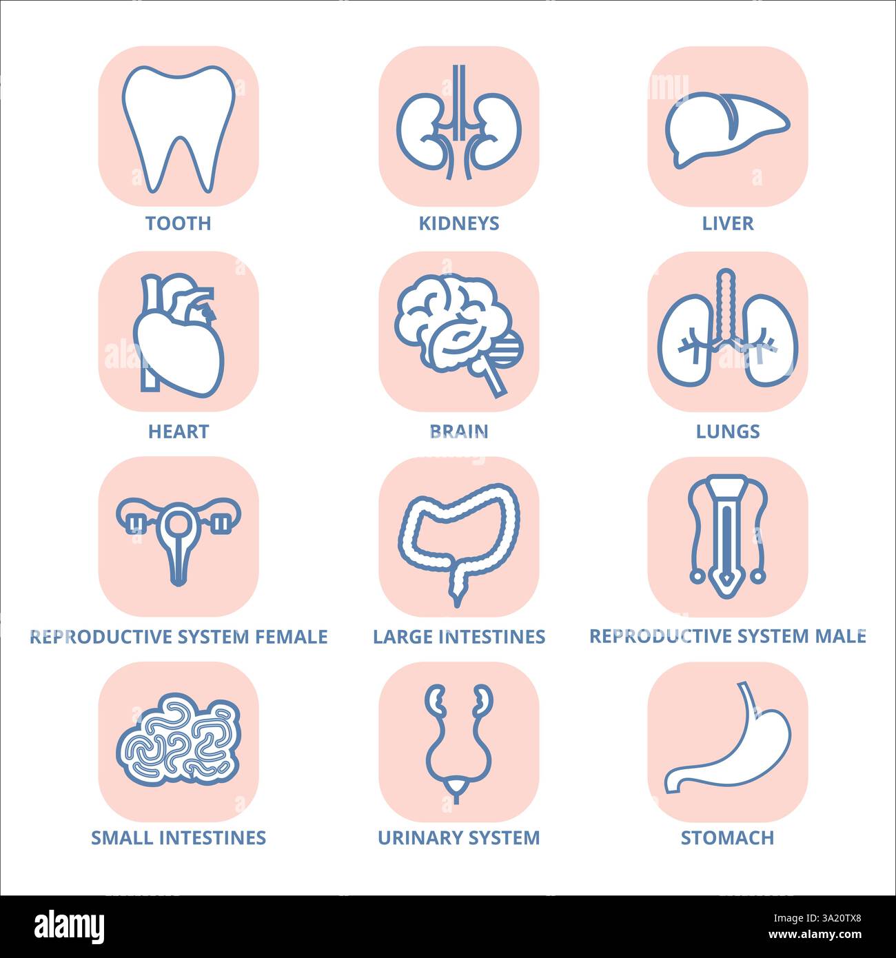 Kidney day vector Stock Vector Images - Alamy