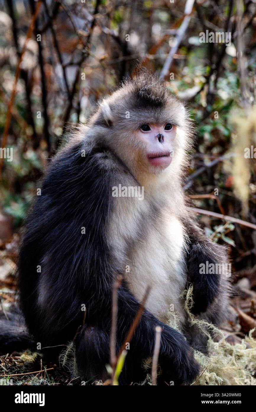 Shangri LA, USA. 11th Mar, 2025. A snub-nosed monkey is pictured at the ...