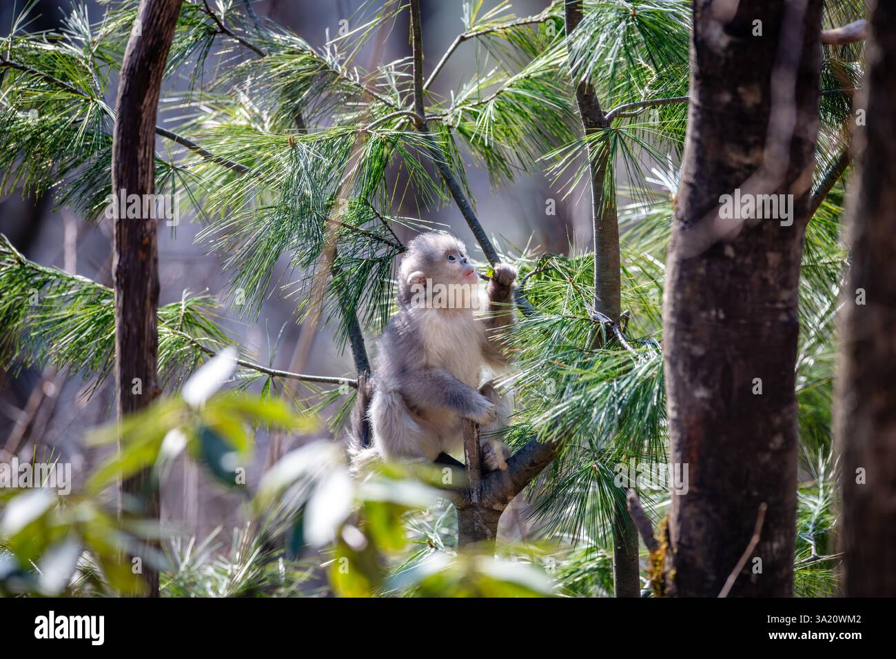Shangri LA, USA. 11th Mar, 2025. A snub-nosed monkey is pictured at the ...