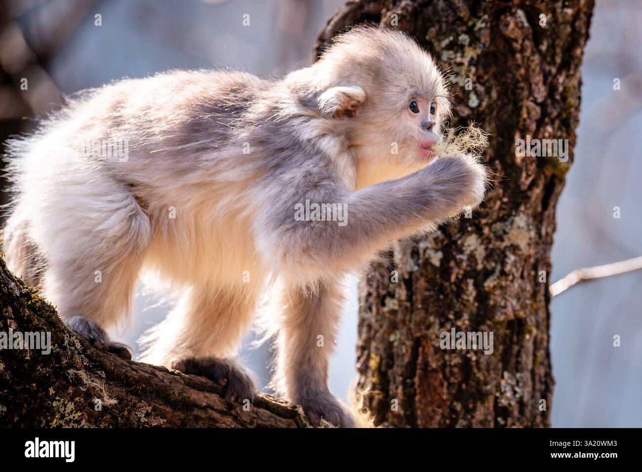 Shangri LA, USA. 11th Mar, 2025. A snub-nosed monkey is pictured at the ...