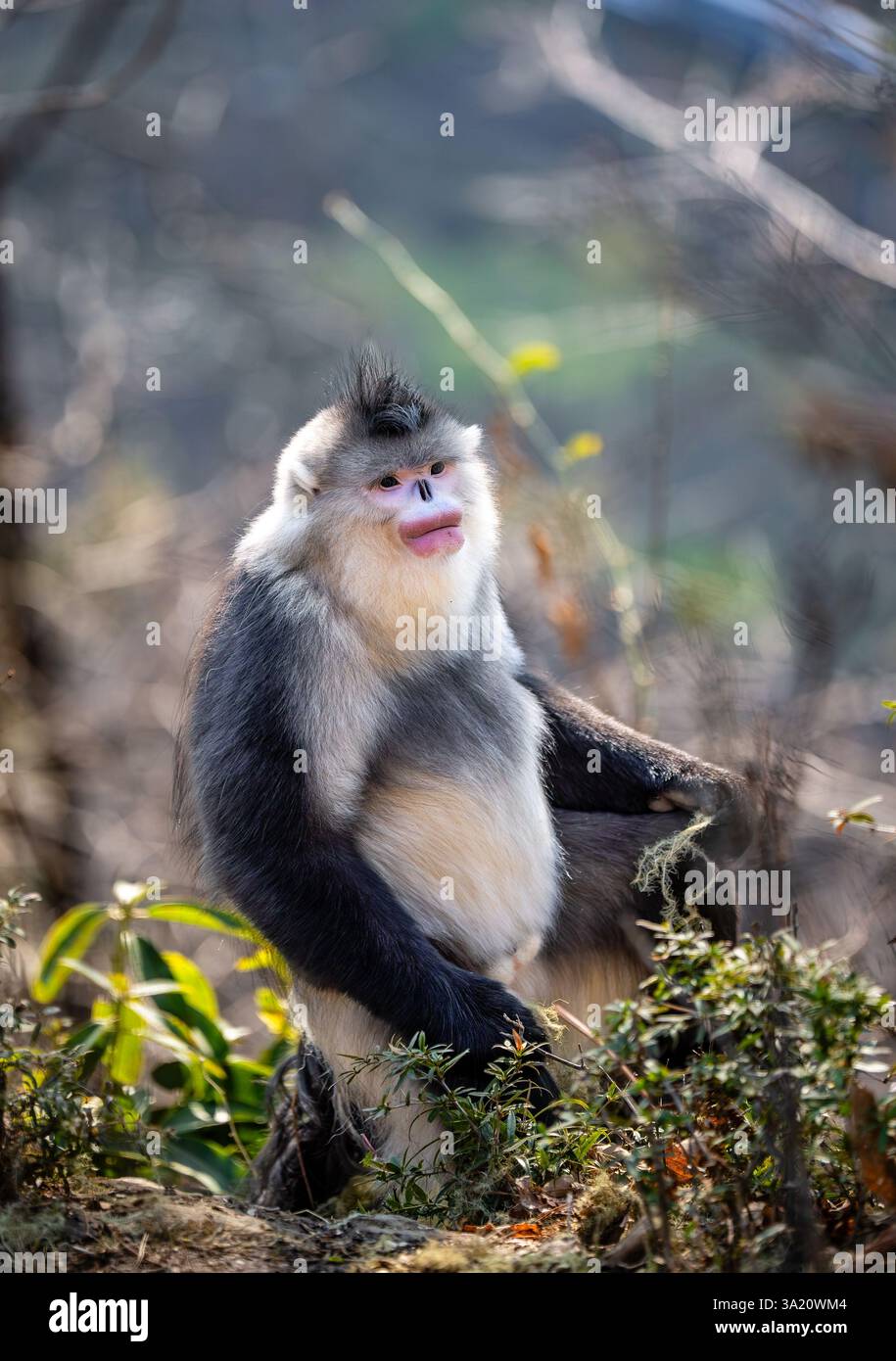 Shangri LA, USA. 11th Mar, 2025. A snub-nosed monkey is pictured at the ...