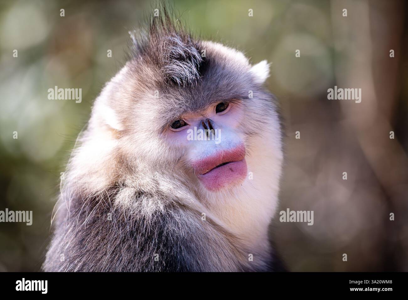 Shangri LA, USA. 11th Mar, 2025. A snub-nosed monkey is pictured at the ...