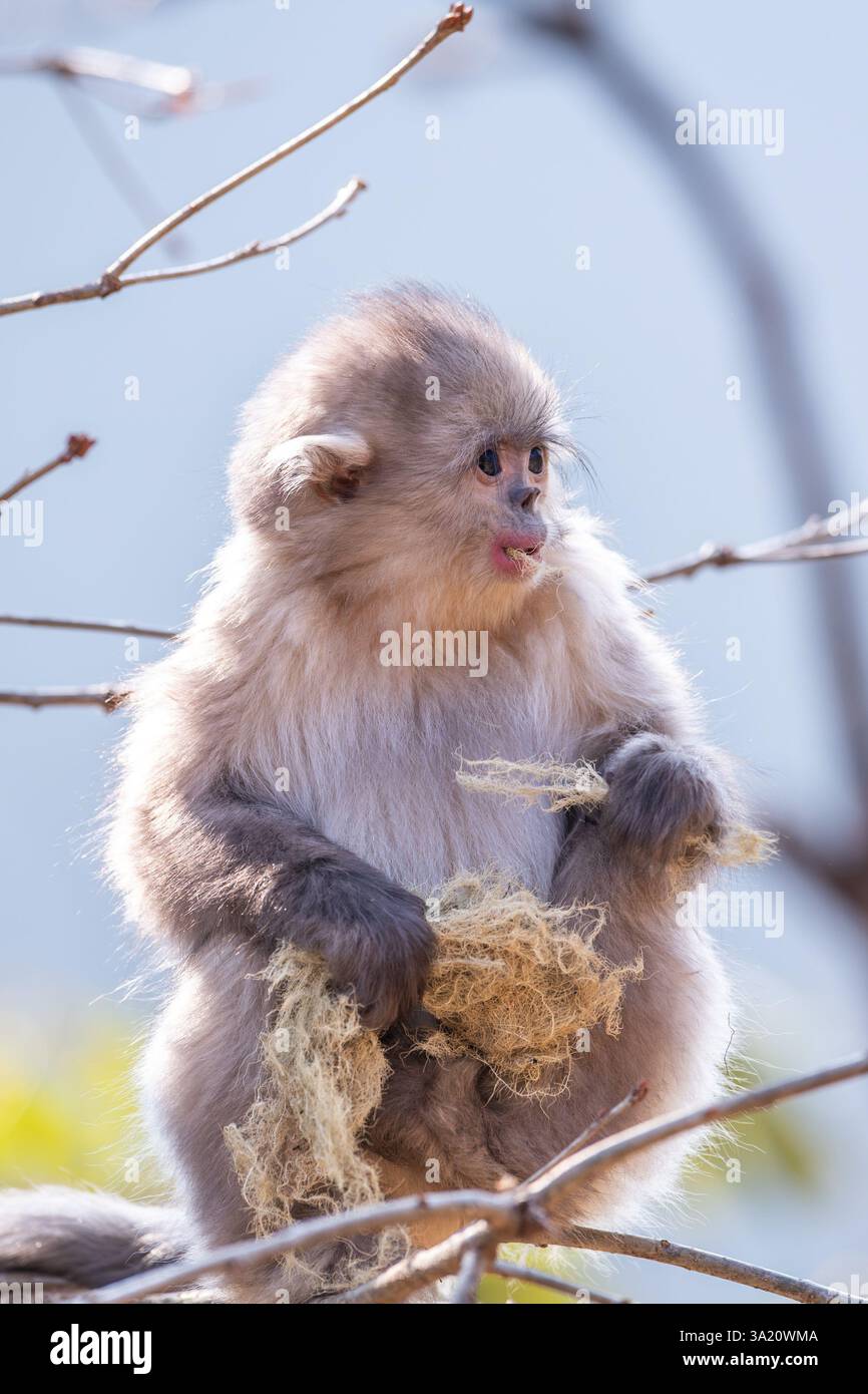 Shangri LA, USA. 11th Mar, 2025. A snub-nosed monkey is pictured at the ...