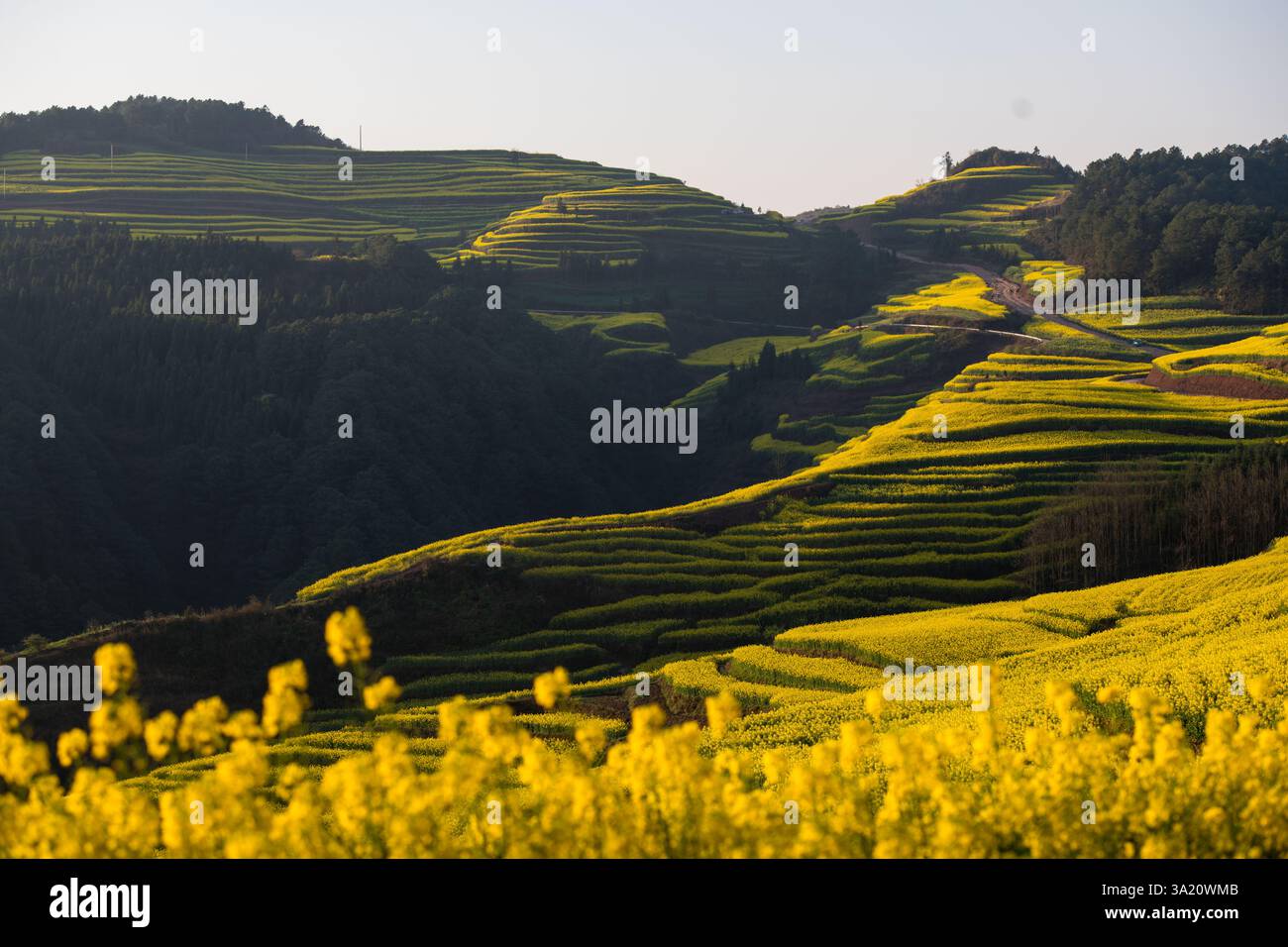 Luoping, China's Yunnan Province. 11th Mar, 2025. This photo shows cole ...