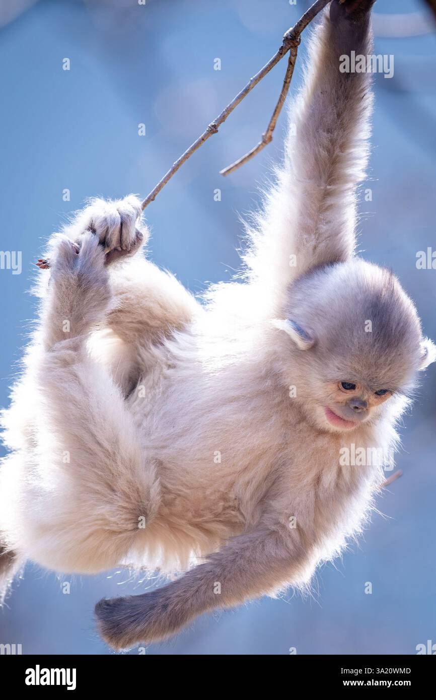Shangri LA, USA. 11th Mar, 2025. A snub-nosed monkey is pictured at the ...