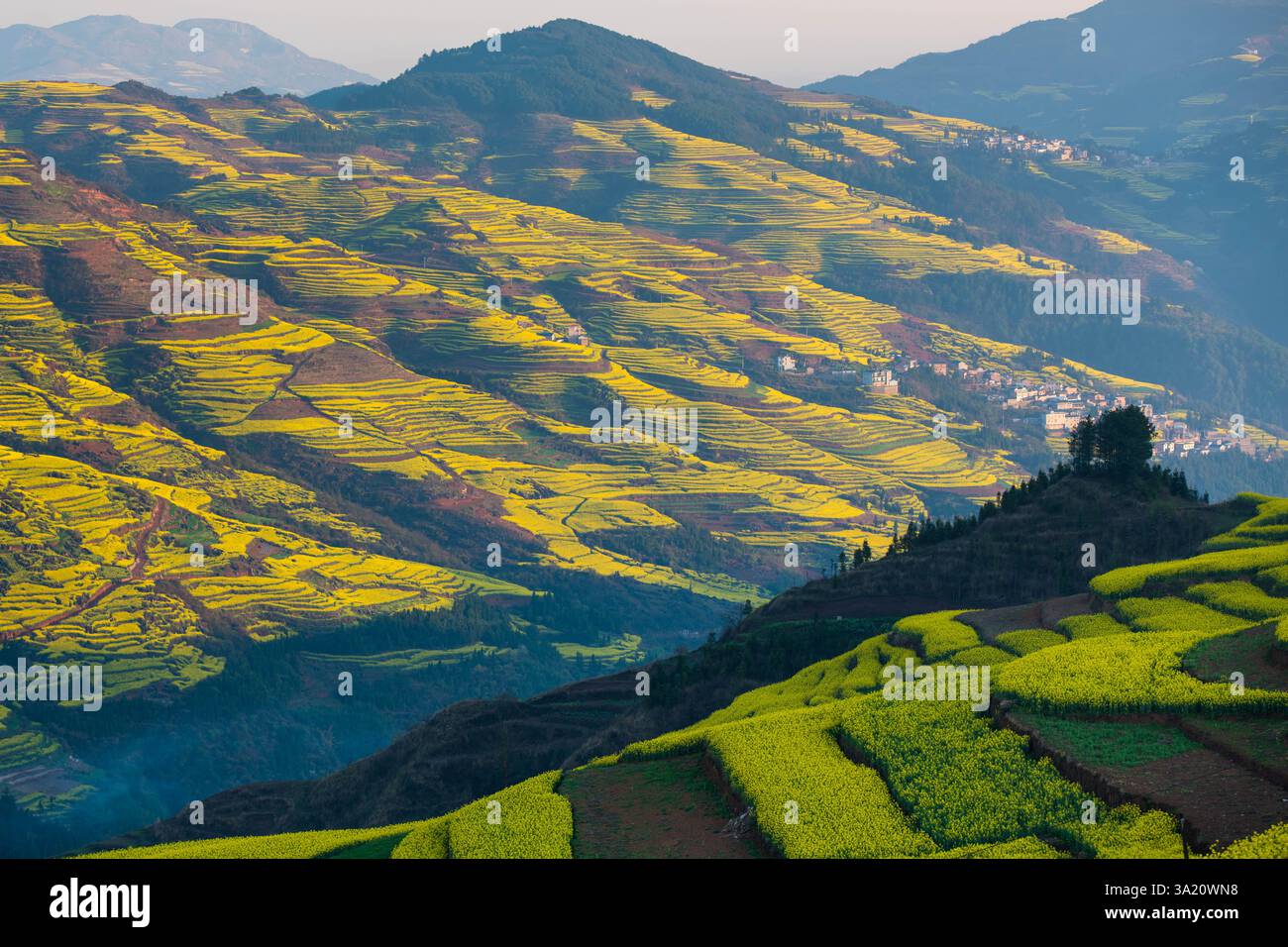 (250311) -- LUOPING, March 11, 2025 (Xinhua) -- This photo shows cole ...