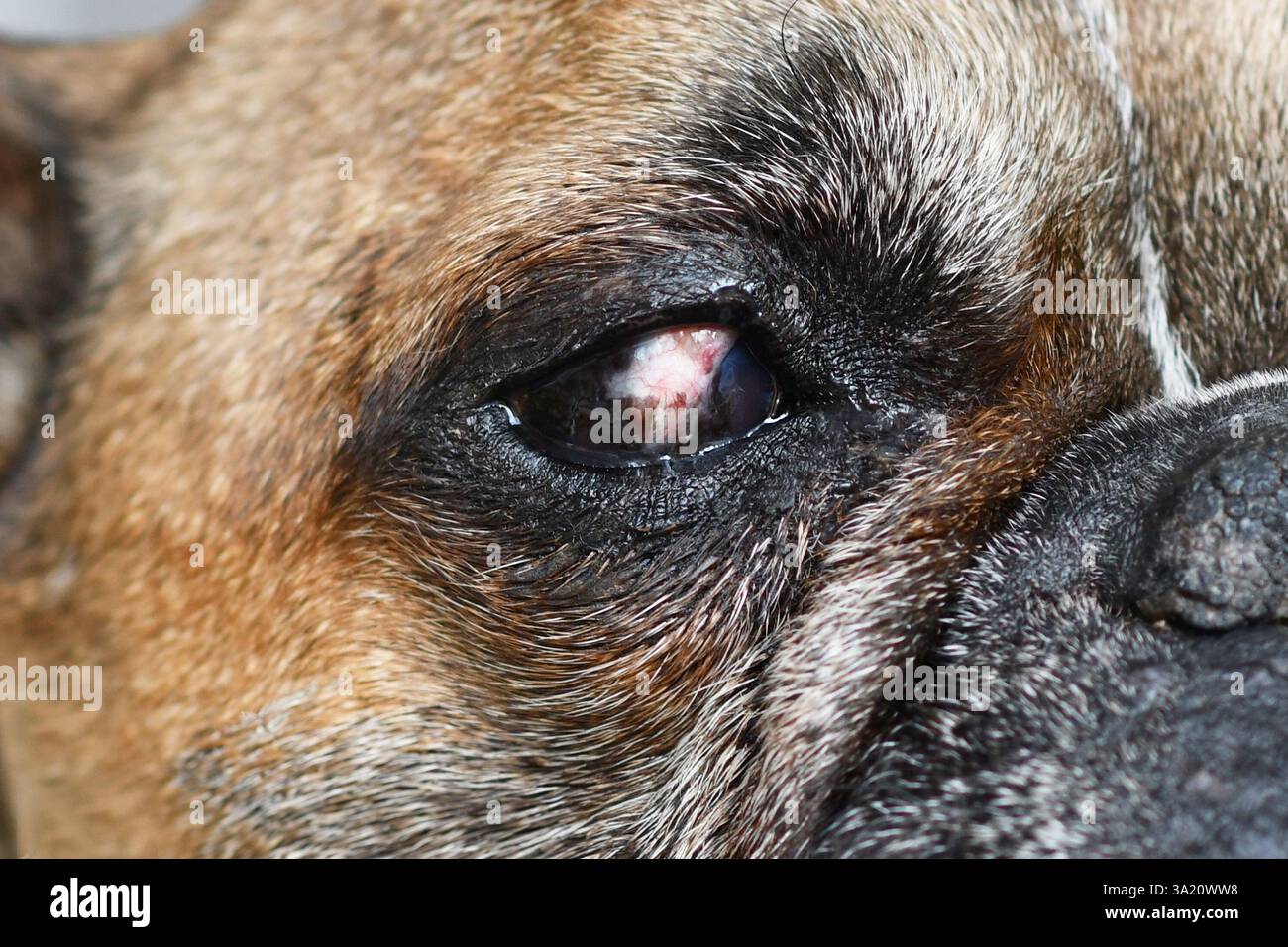 Close up of eye of French Bulldog dog with partly healed surgical ...