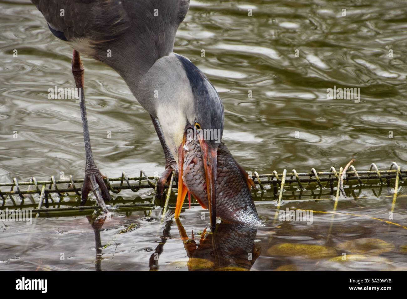 London, UK. 10th March 2025. A grey heron struggles to eat a fish which ...