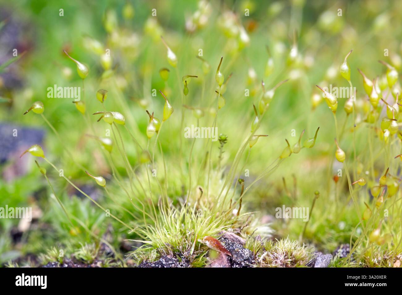 Dicranella cerviculata curved leaves and yellow setae Stock Photo - Alamy