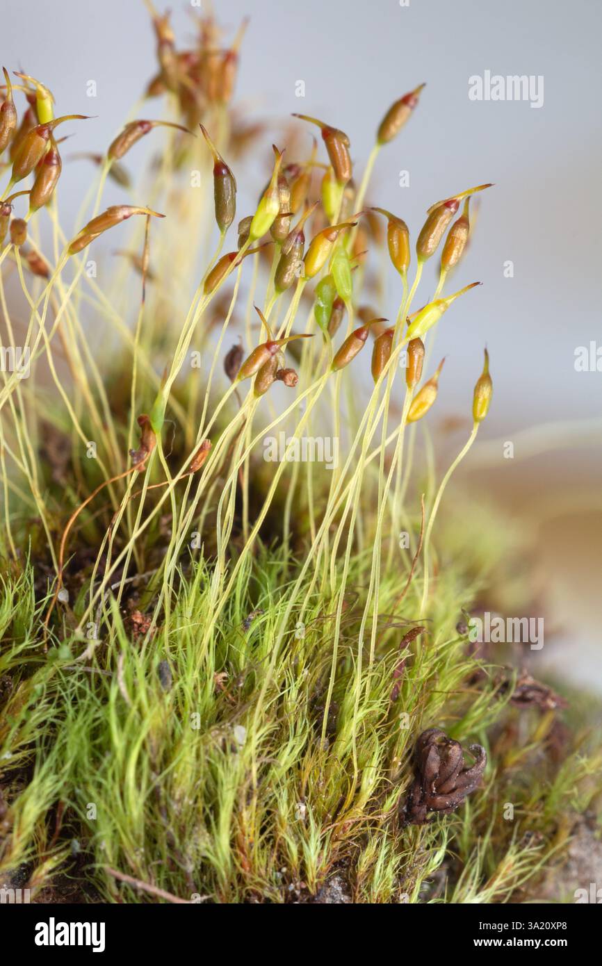 Tormanukkasammal hi-res stock photography and images - Alamy