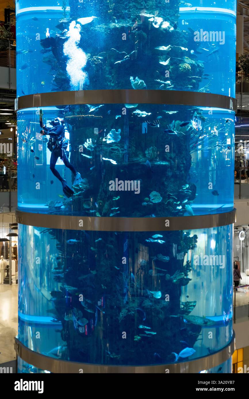 A diver swims among vibrant fish in the giant aquarium at Aviapark mall ...