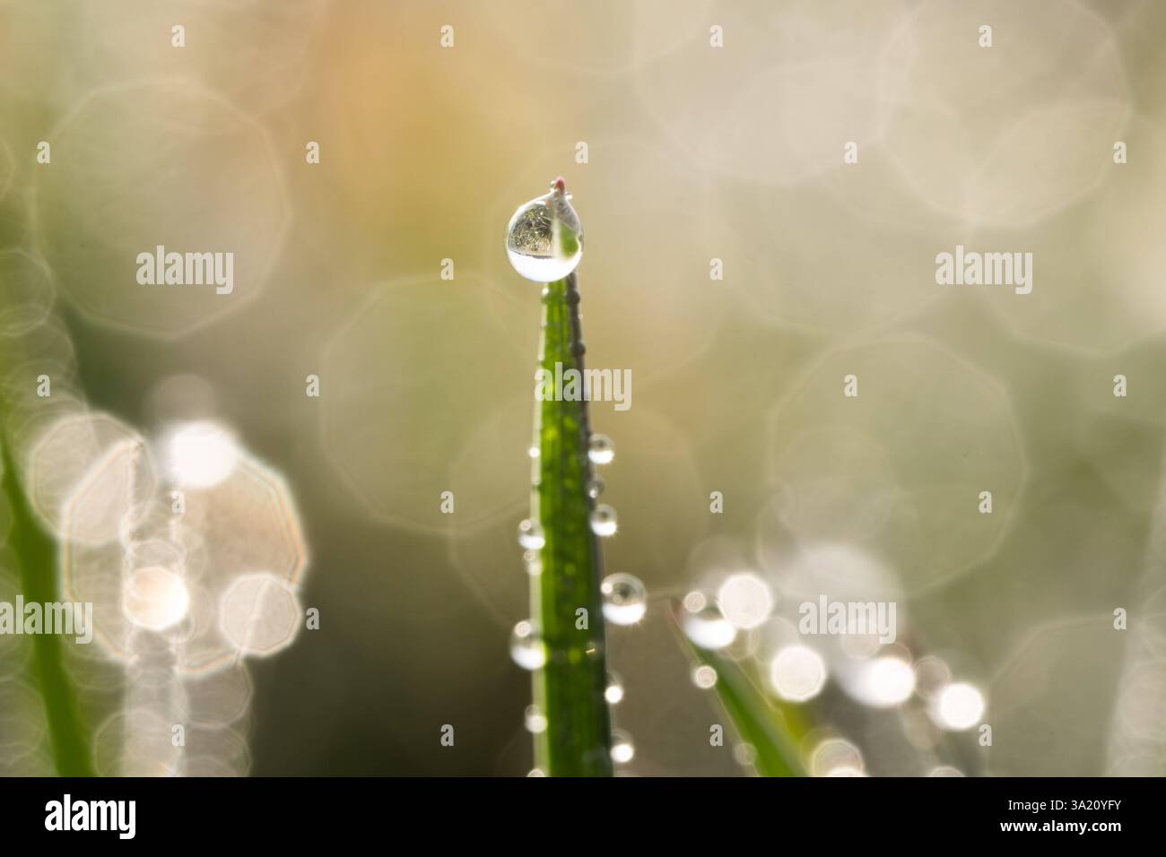 Wassertropfen hängen am Morgen bei Sonnenschein an einem Grashalm in einer Wiese. Rottweil Baden ...