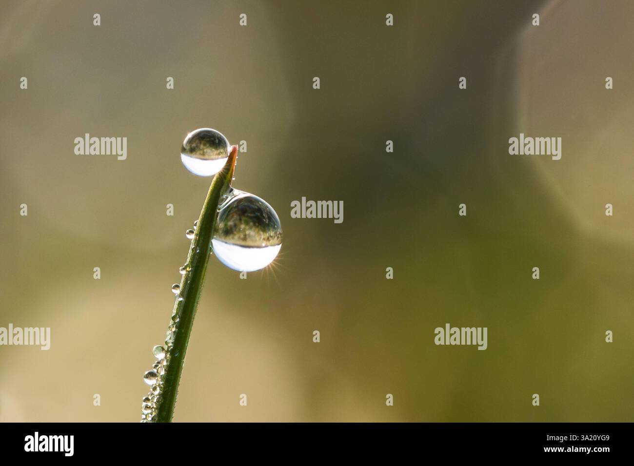 Wassertropfen hängen am Morgen bei Sonnenschein an einem Grashalm in einer Wiese. Rottweil Baden ...