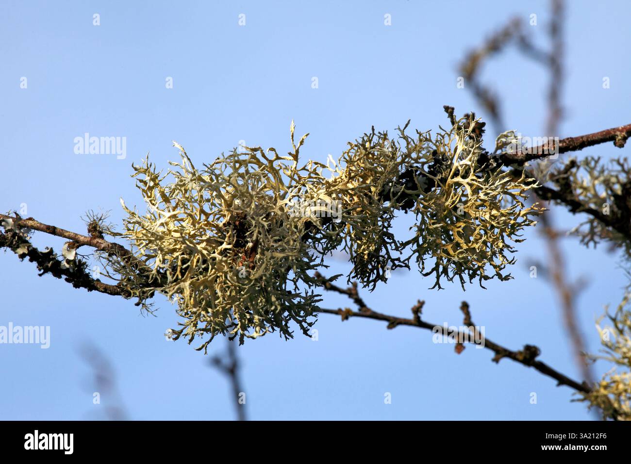 Lichens on twigs. Evernia prunastri, Fructicose lichen variety Stock ...