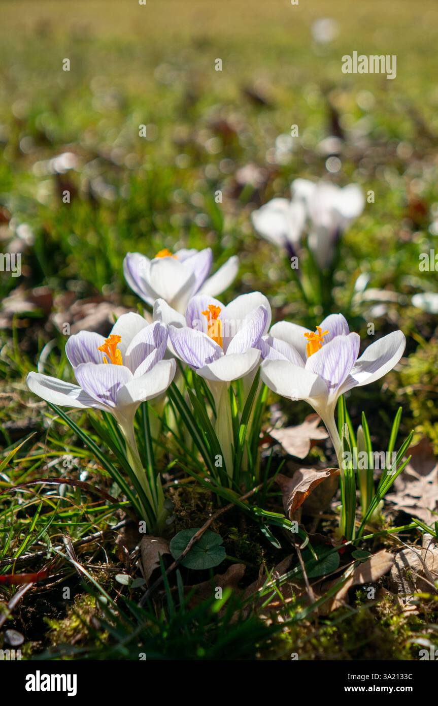 White crocus flowers hi-res stock photography and images - Alamy