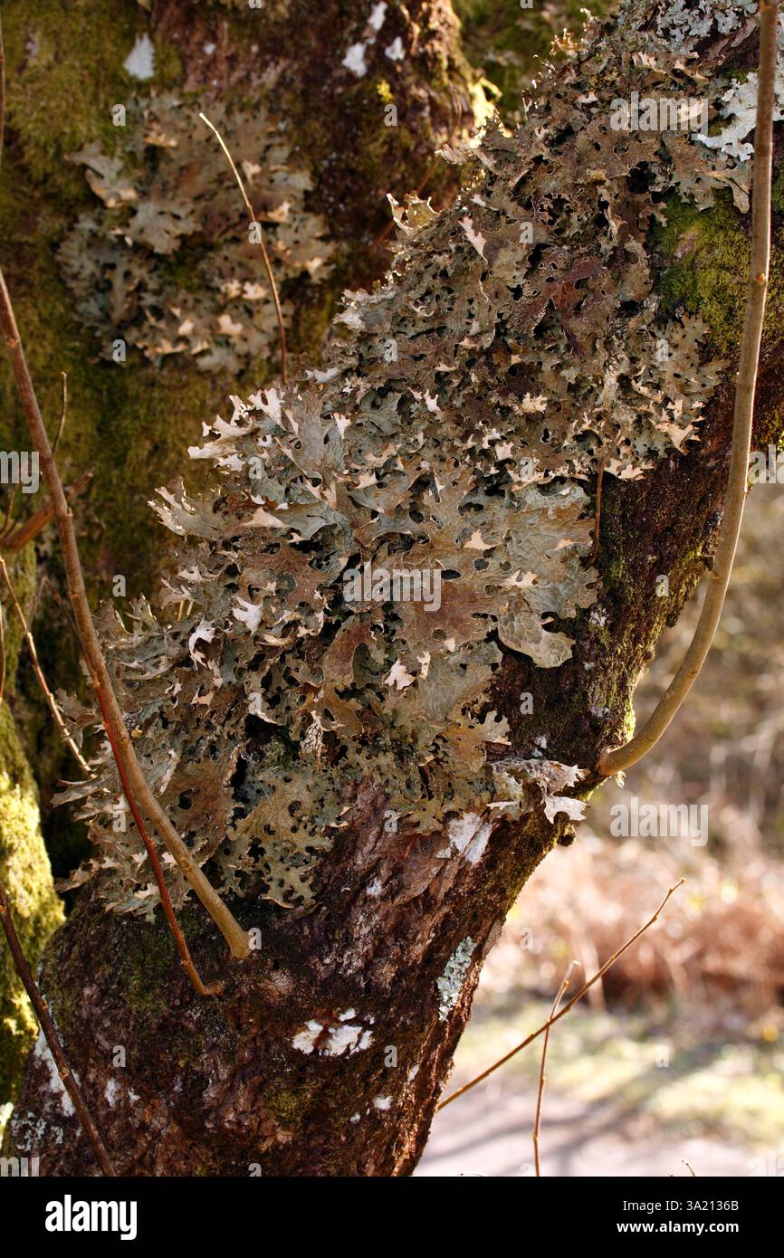Lobaria pulmonaria woodland hi-res stock photography and images - Alamy