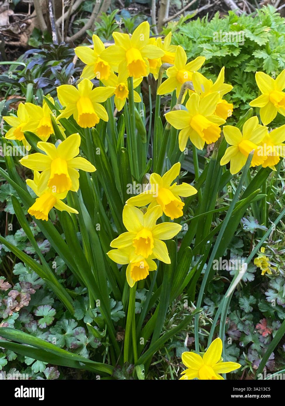 Images of daffodils hi-res stock photography and images - Alamy