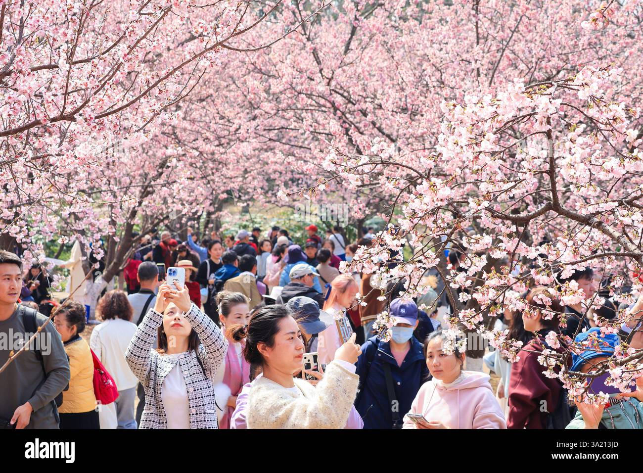 NANJING, CHINA - MARCH 11, 2025 - Visitors take photos of cherry blossoms at the Zhongshan ...