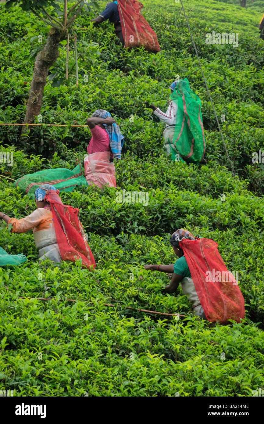 Tamil tea pickers in the Norwood Tea Estate, Pekoe Trail, Norwood, Sri ...