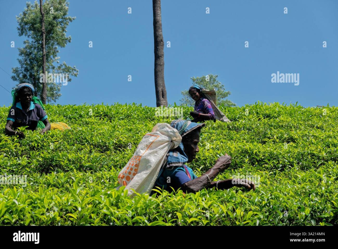 Tamil tea pickers in the Norwood Tea Estate, Pekoe Trail, Norwood, Sri ...