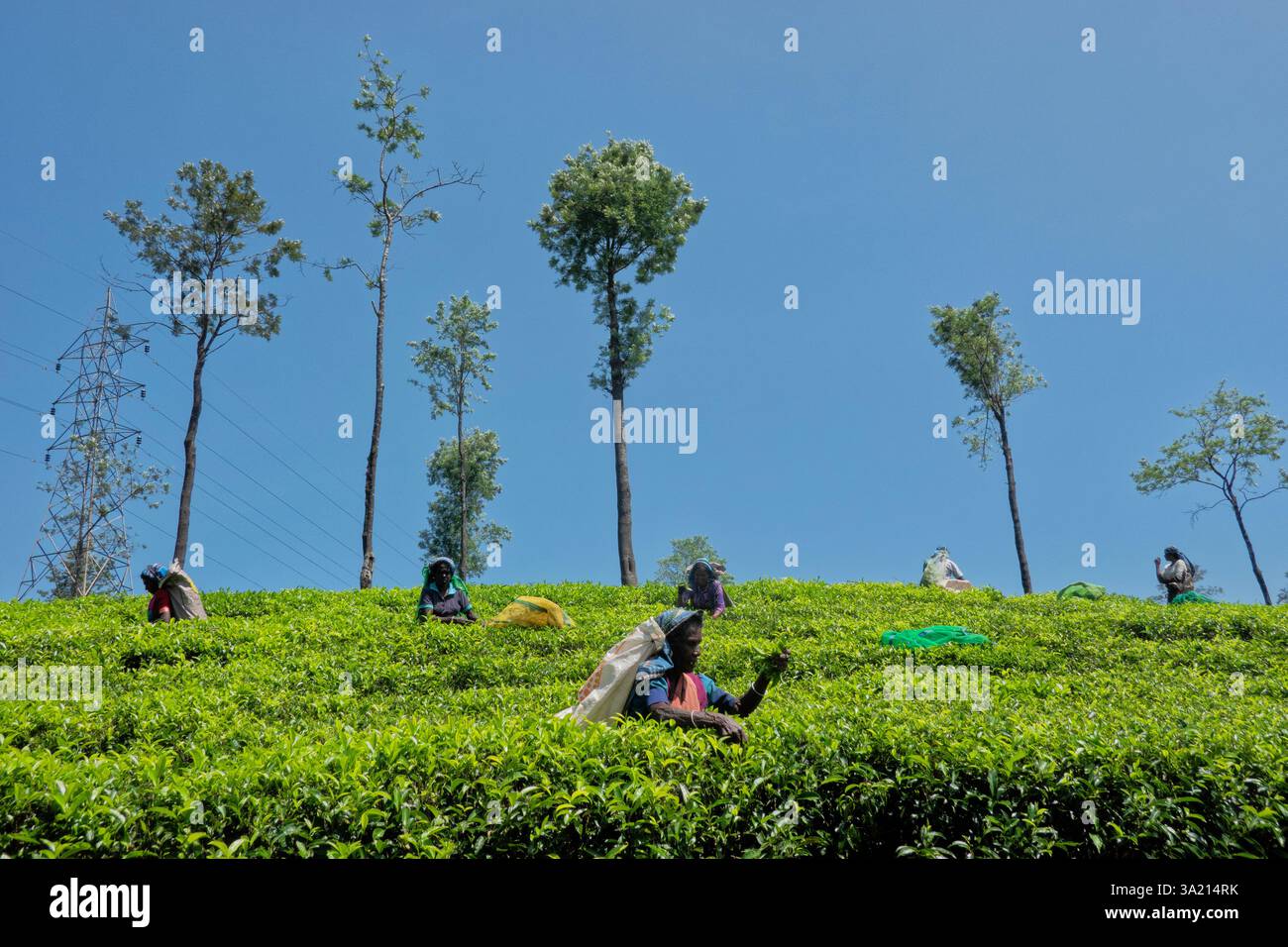 Tamil tea pickers in the Norwood Tea Estate, Pekoe Trail, Norwood, Sri ...
