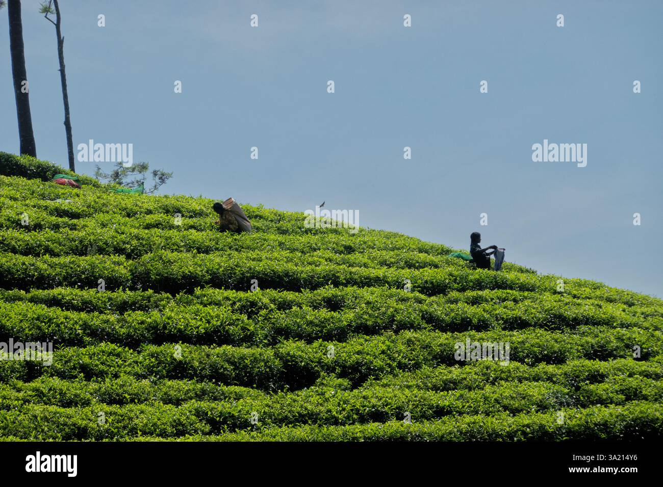 Tamil tea pickers in the Norwood Tea Estate, Pekoe Trail, Norwood, Sri ...