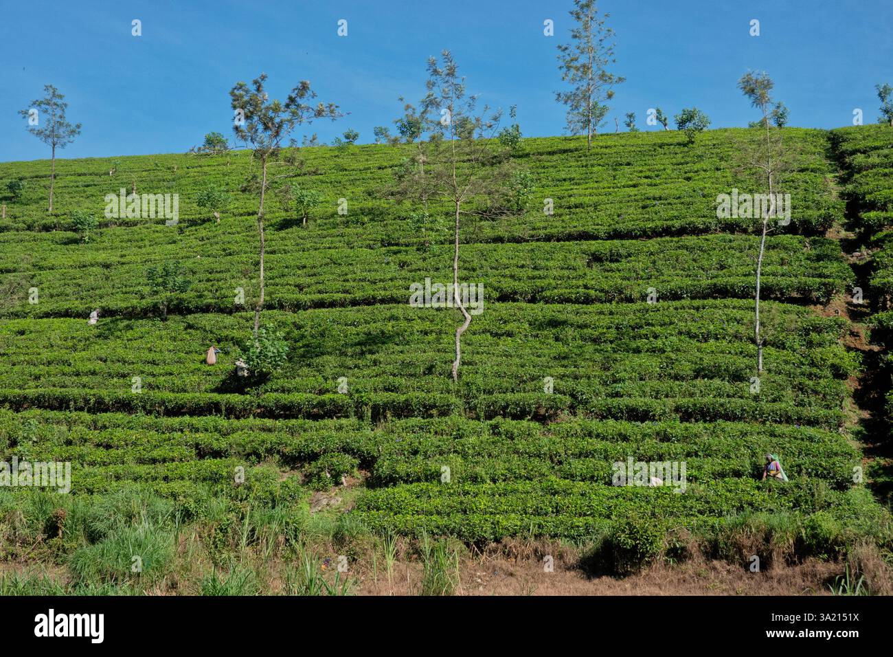 Tamil tea pickers in the Norwood Tea Estate, Pekoe Trail, Norwood, Sri ...