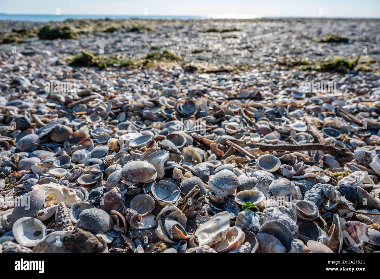Ancient island of Grado. Between nature, architecture and history Stock ...