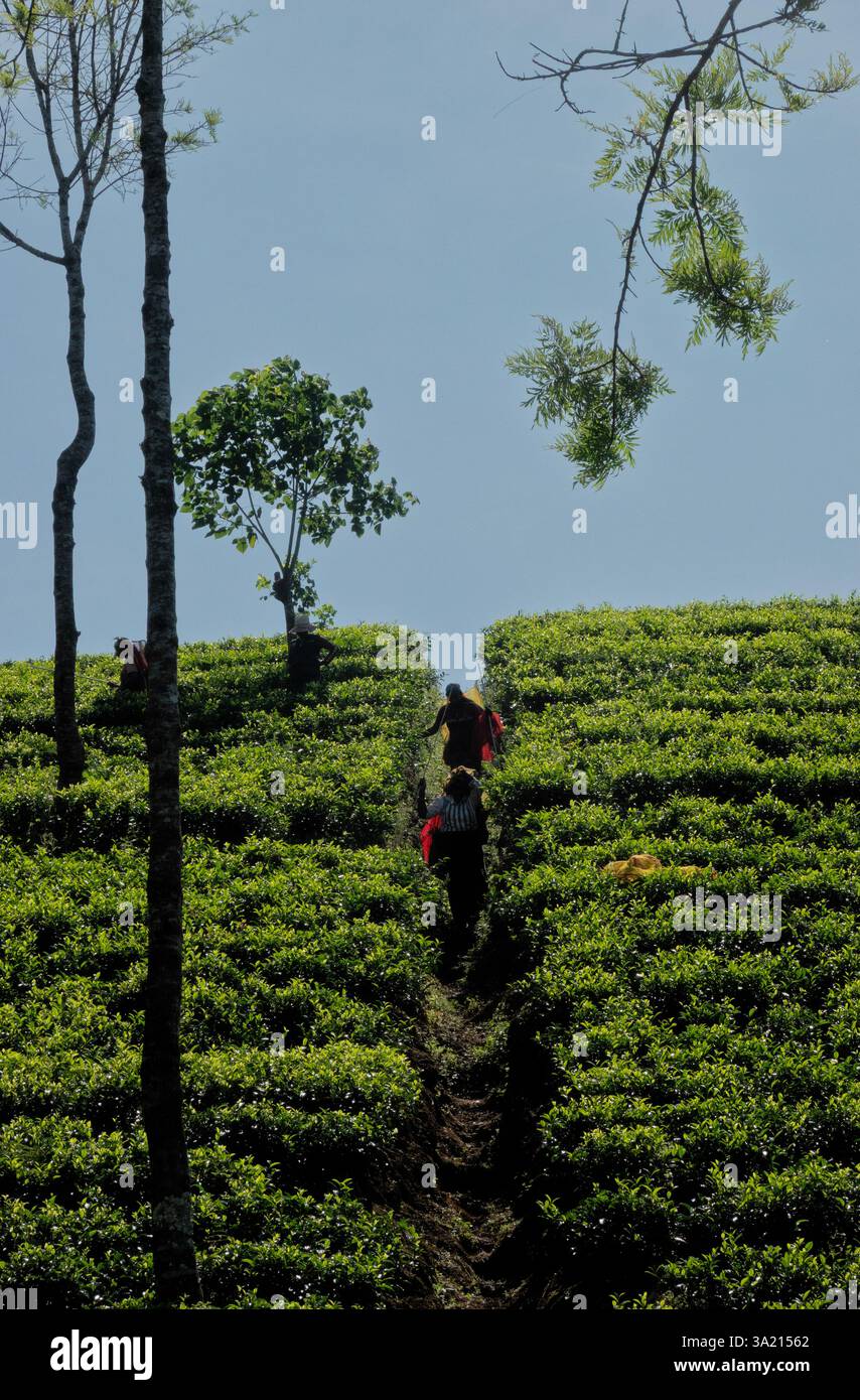 Tamil tea pickers in the Norwood Tea Estate, Pekoe Trail, Norwood, Sri ...