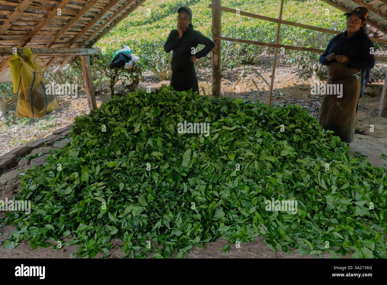 Tamil tea pickers in the Norwood Tea Estate, Pekoe Trail, Norwood, Sri ...