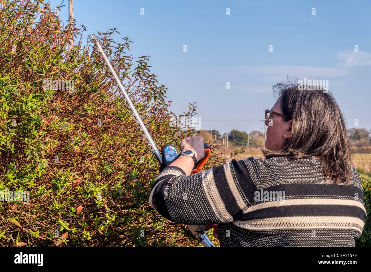 Woman trimming a large Hypericum 'Hidcote' bush with hedge clippers ...