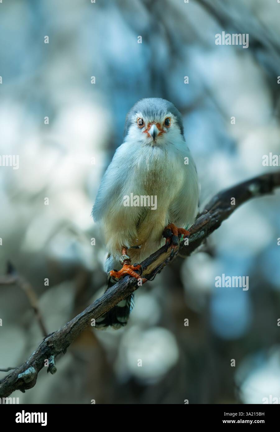 African Pygmy Falcon perched on branch, (Polihierax semitorquatus ...