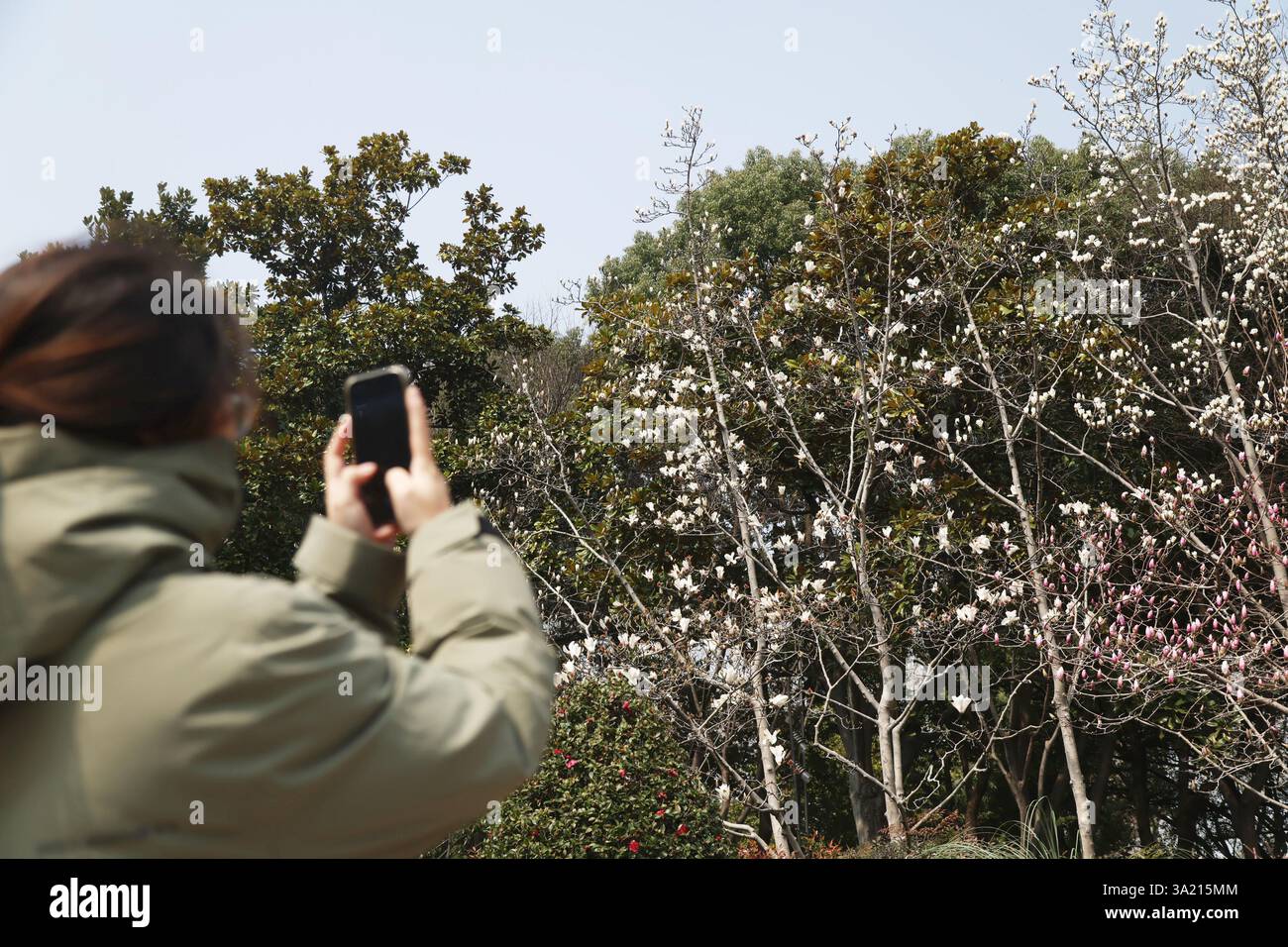 Spring flowers bloom in Shanghai, China, 8 March, 2025 Stock Photo - Alamy