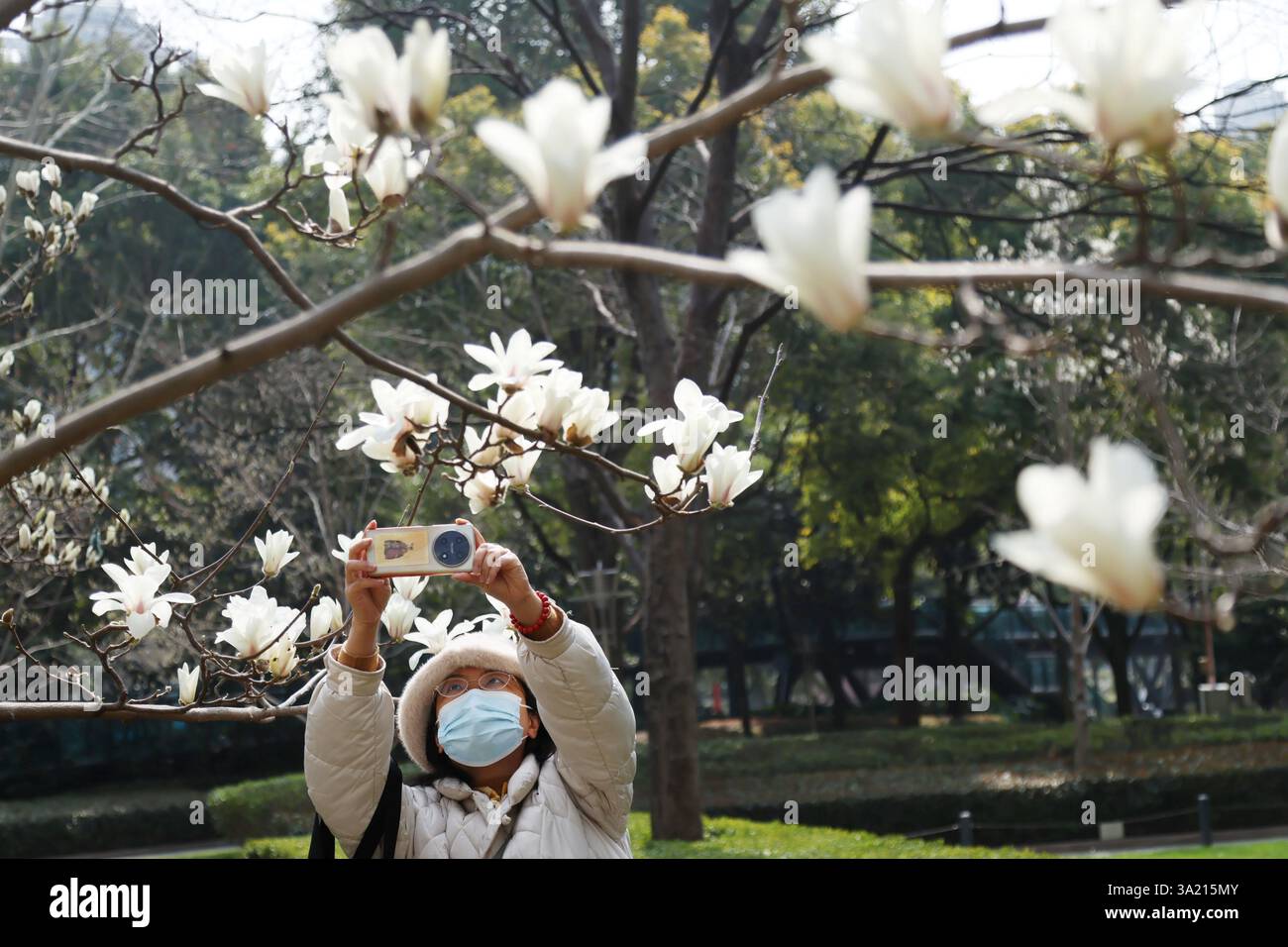 Spring flowers bloom in Shanghai, China, 8 March, 2025 Stock Photo - Alamy