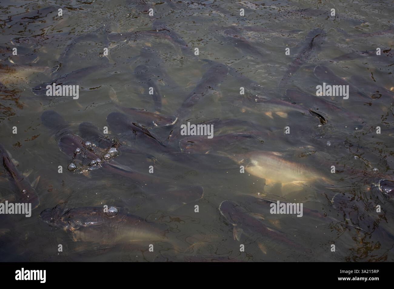 Shark catfish or striped catfishes in animal sanctuary at Khlong ...