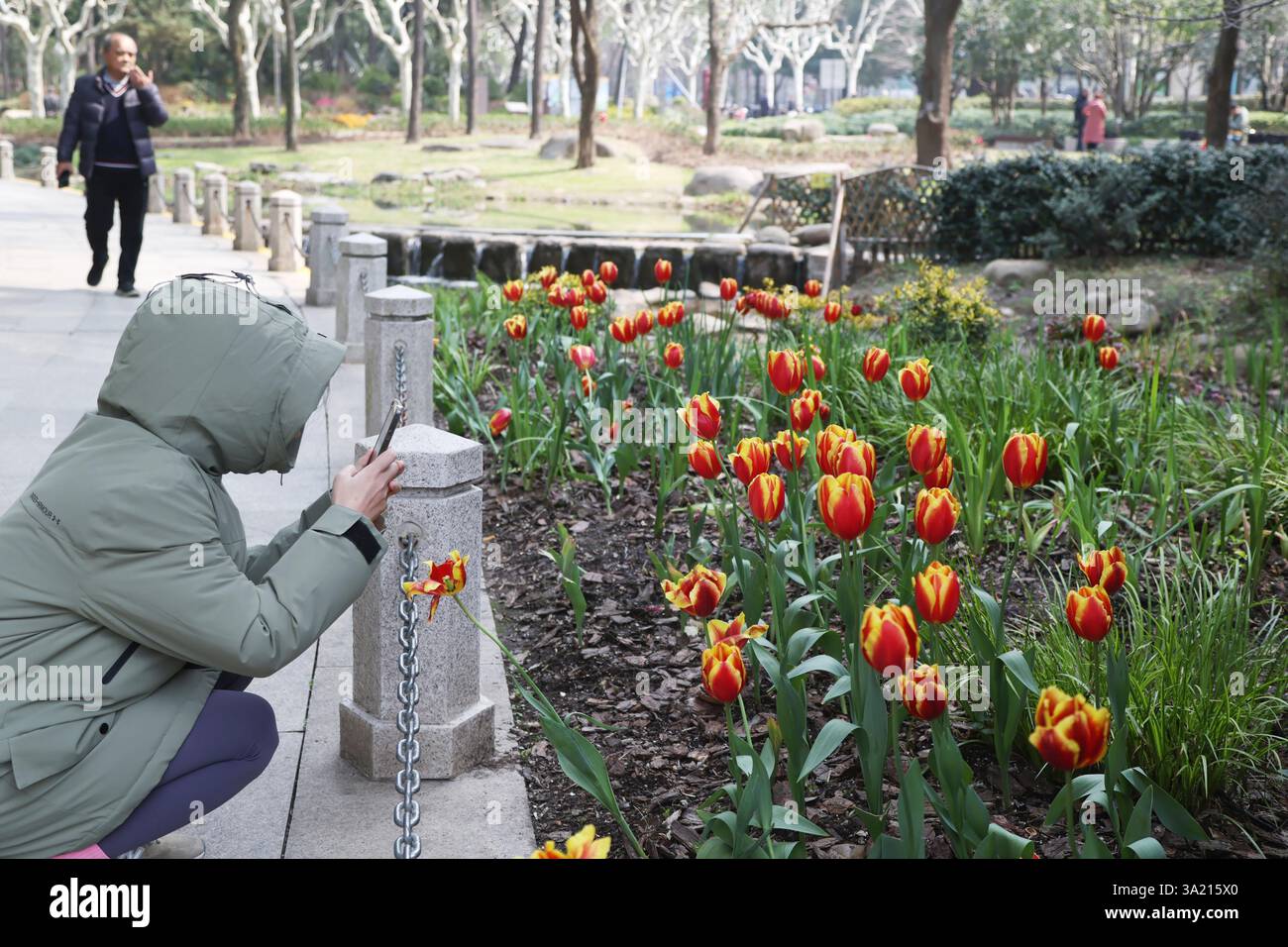 Spring flowers bloom in Shanghai, China, 8 March, 2025 Stock Photo - Alamy