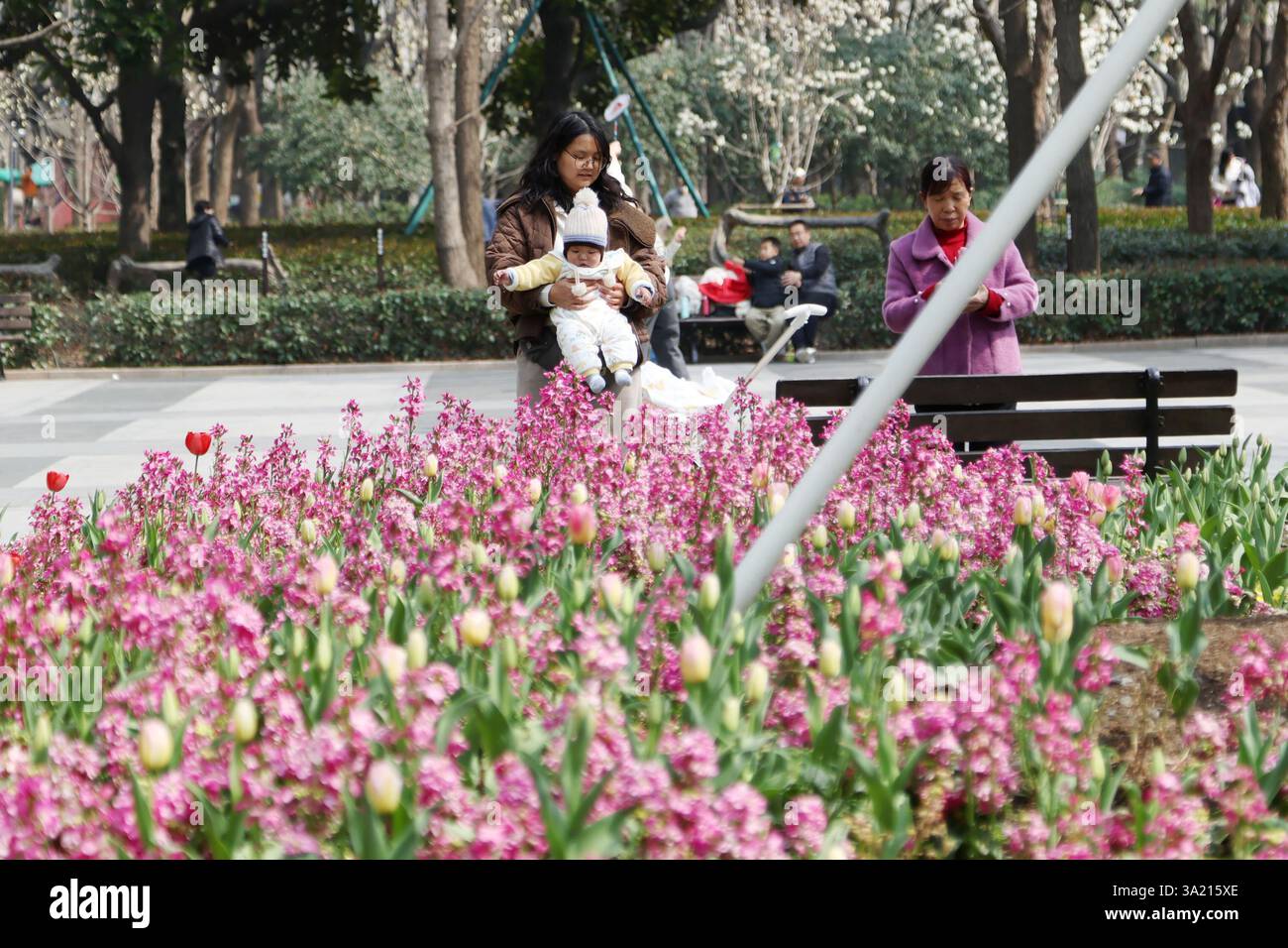 Spring flowers bloom in Shanghai, China, 8 March, 2025 Stock Photo - Alamy